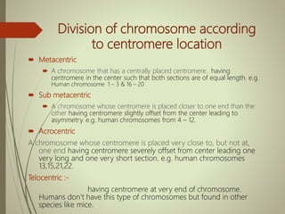 Human Karyotype ( Chromosomes) | PPTX
