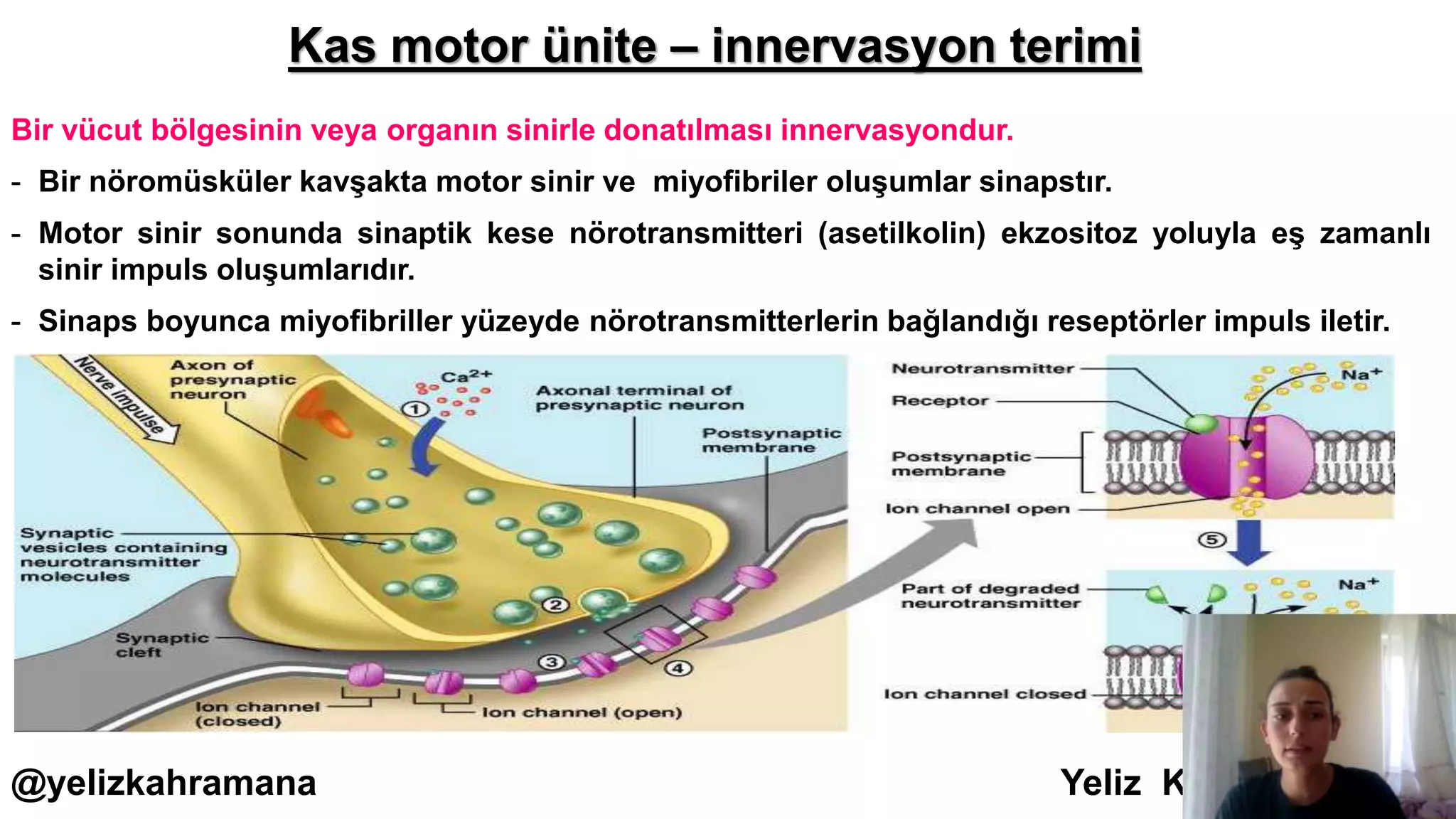 Kas fizyolojisi | PPTX