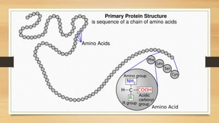 Proteins introduction and its structure. | PPTX