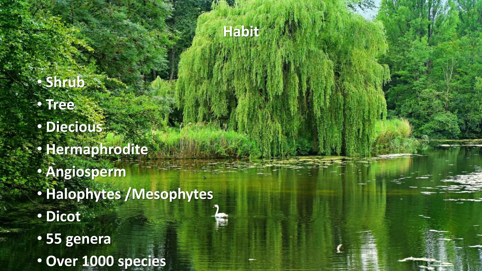 kashif waseem presentation.pptx