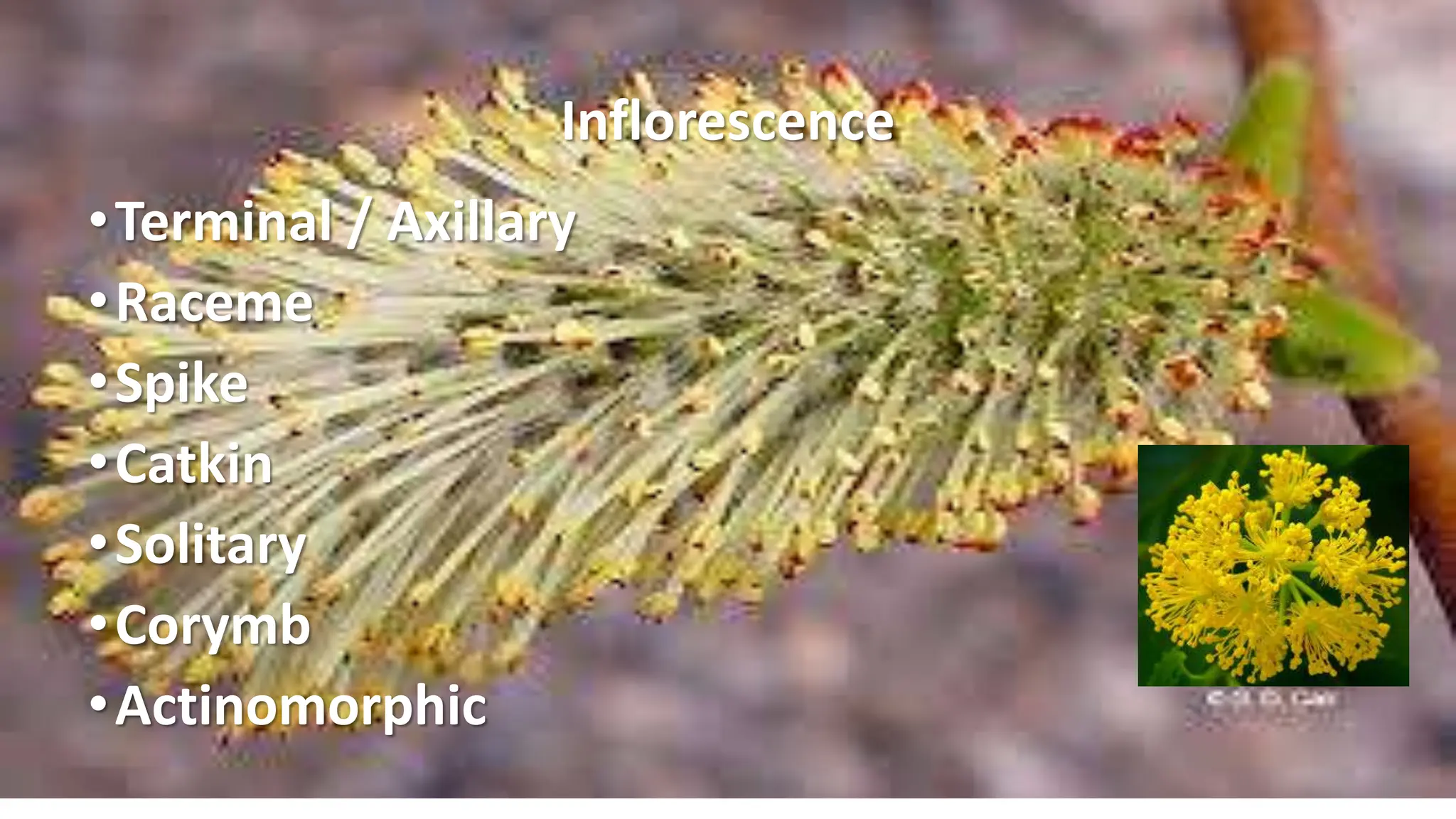 kashif waseem presentation.pptx