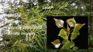 kashif waseem presentation.pptx