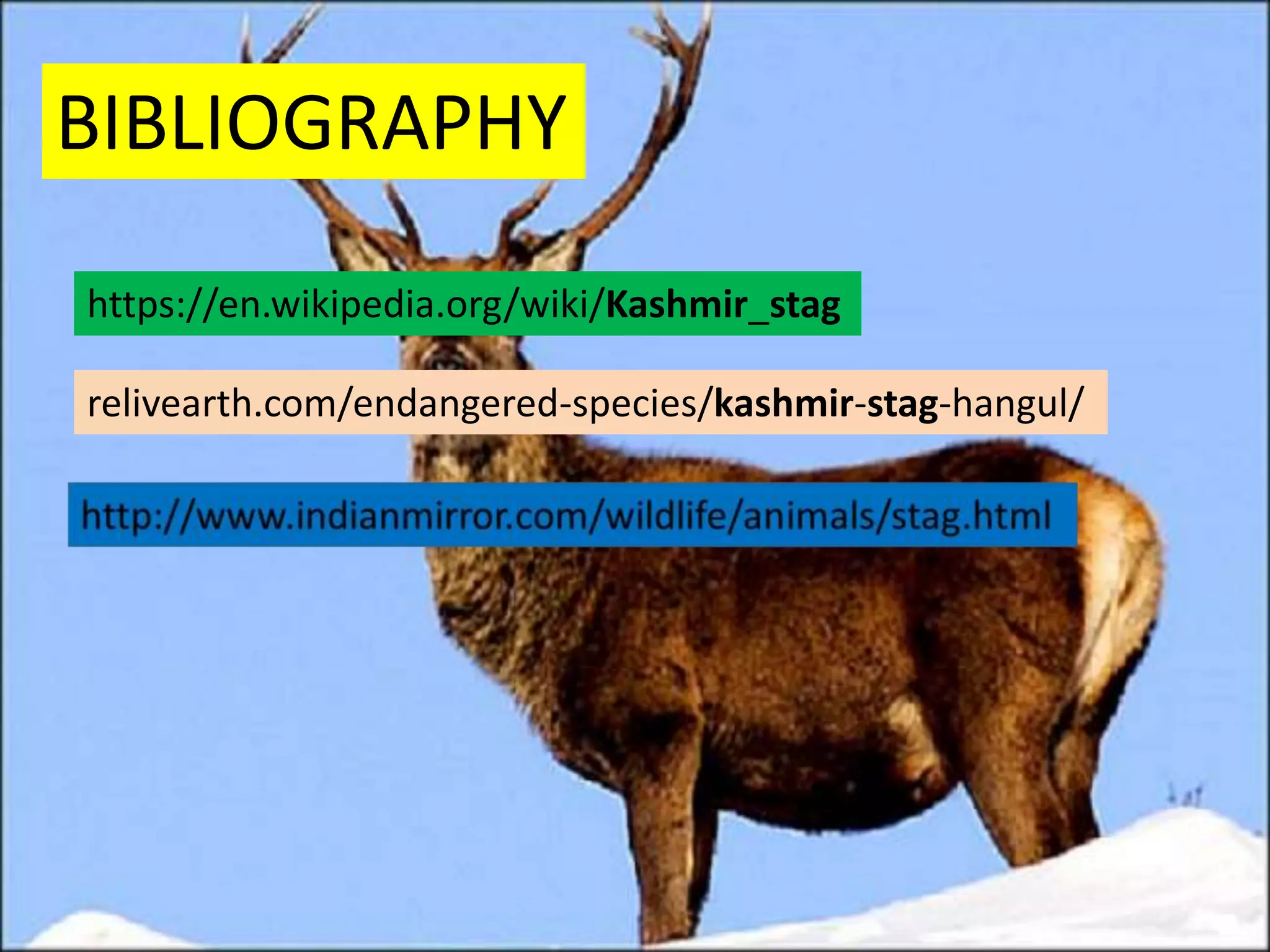 Kashmir stag or hangul | PPTX