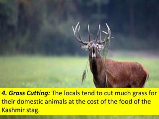 Kashmir stag or hangul | PPTX