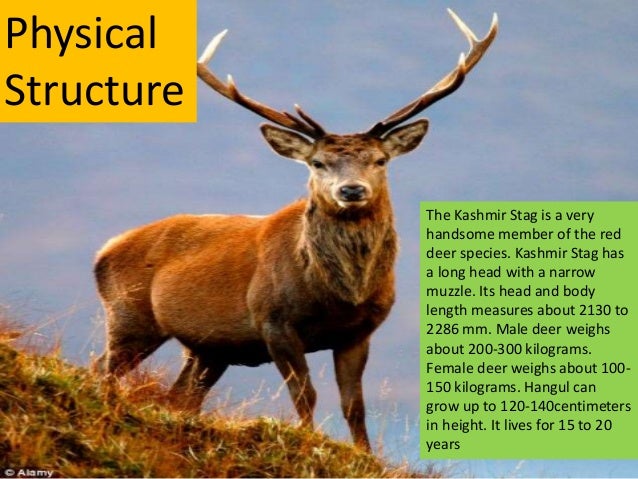 Kashmir stag - Alchetron, The Free Social Encyclopedia
