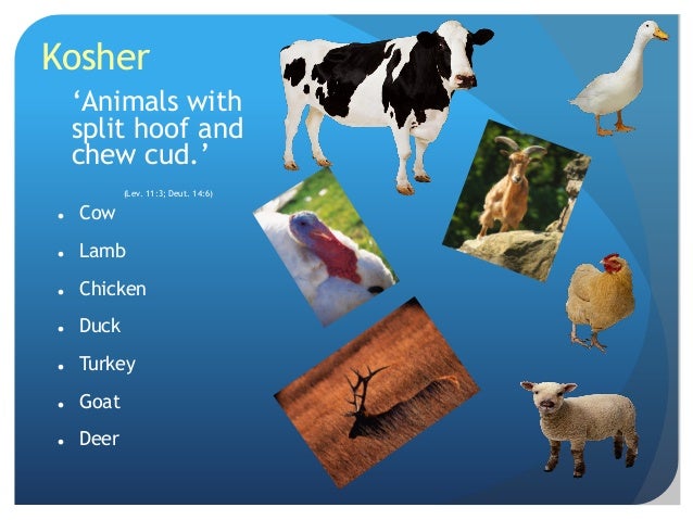 What Animals Have Split Hooves And Chew The Cud At Animal What Does