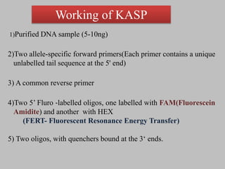 Single Nucleotide Polymorphism Genotyping Using Kompetitive Allele ...