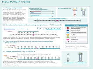 Single Nucleotide Polymorphism Genotyping Using Kompetitive Allele ...