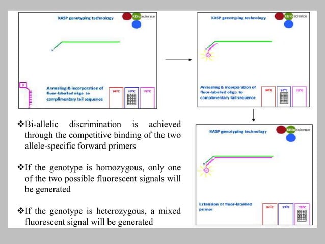 Single Nucleotide Polymorphism Genotyping Using Kompetitive Allele ...