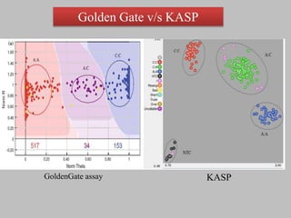 Single Nucleotide Polymorphism Genotyping Using Kompetitive Allele ...