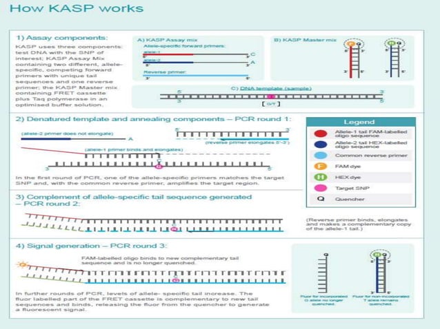 Single Nucleotide Polymorphism Genotyping Using Kompetitive Allele Specific PCR (KASP) | PPT