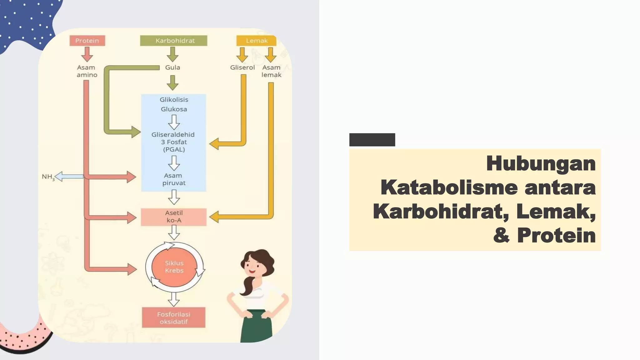 Katabolisme | PPTX