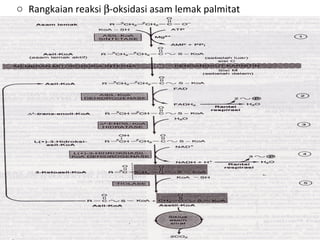 Katabolisme asam lemak | PPT