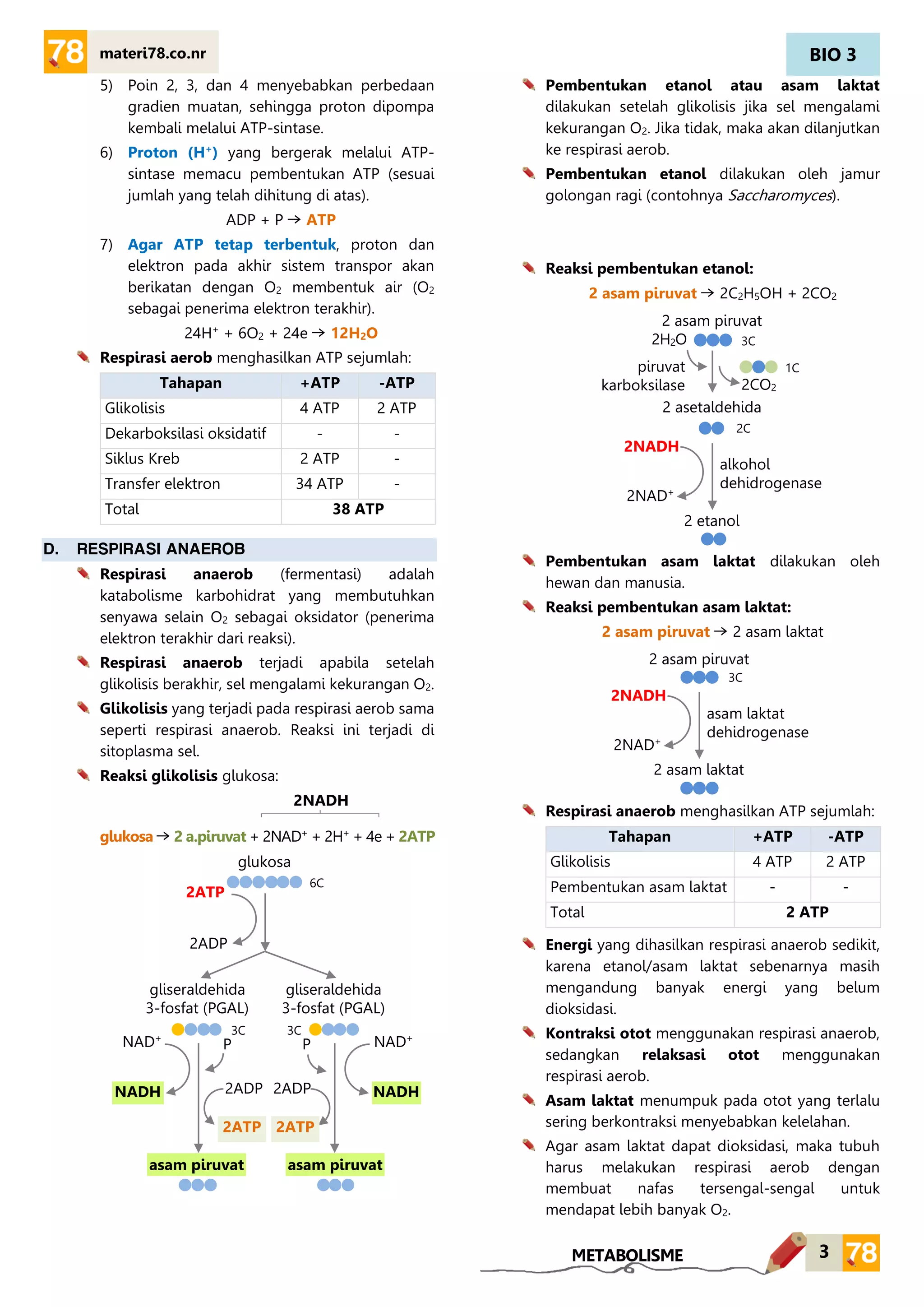 MATERI Katabolisme KELAS XI SMA | PDF