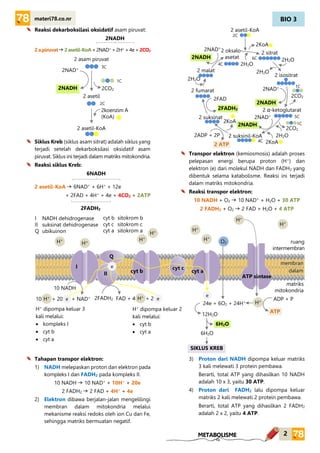 MATERI Katabolisme KELAS XI SMA | PDF