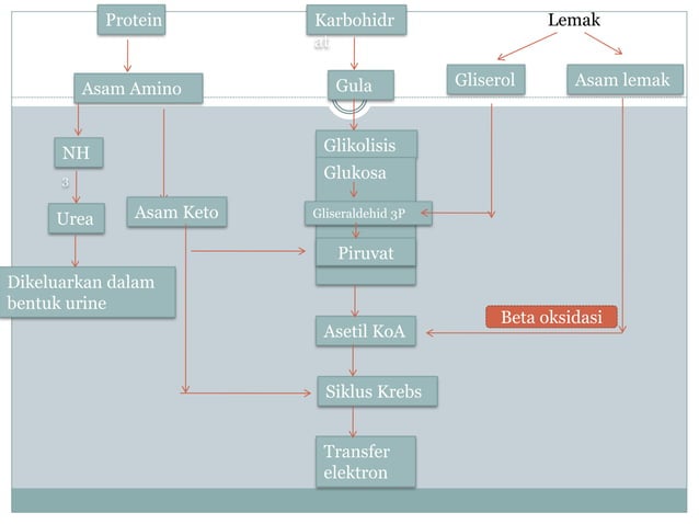Katabolisme karbohidrat, protein, dan lemak | PPTX