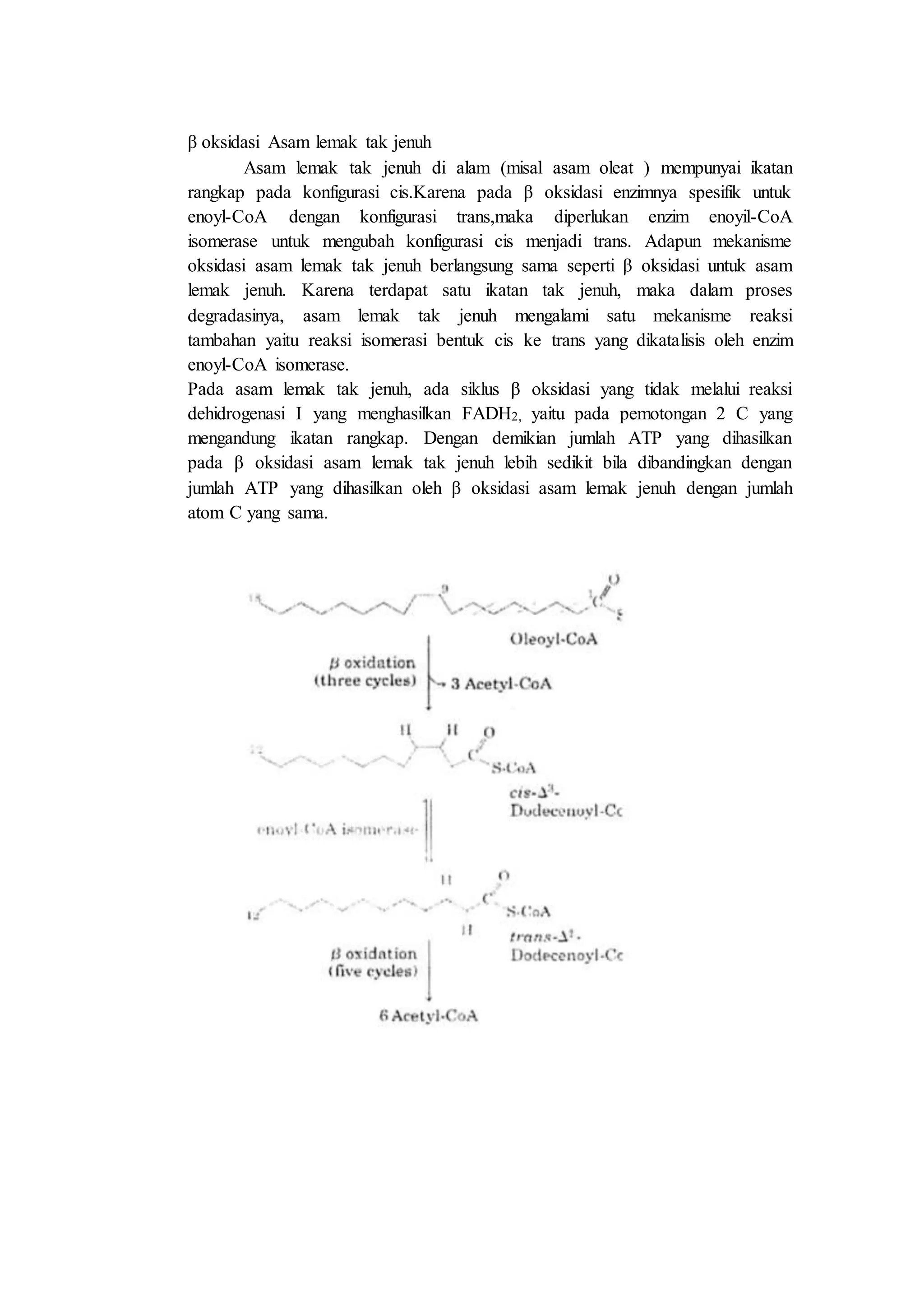 Katabolisme lipid | DOCX