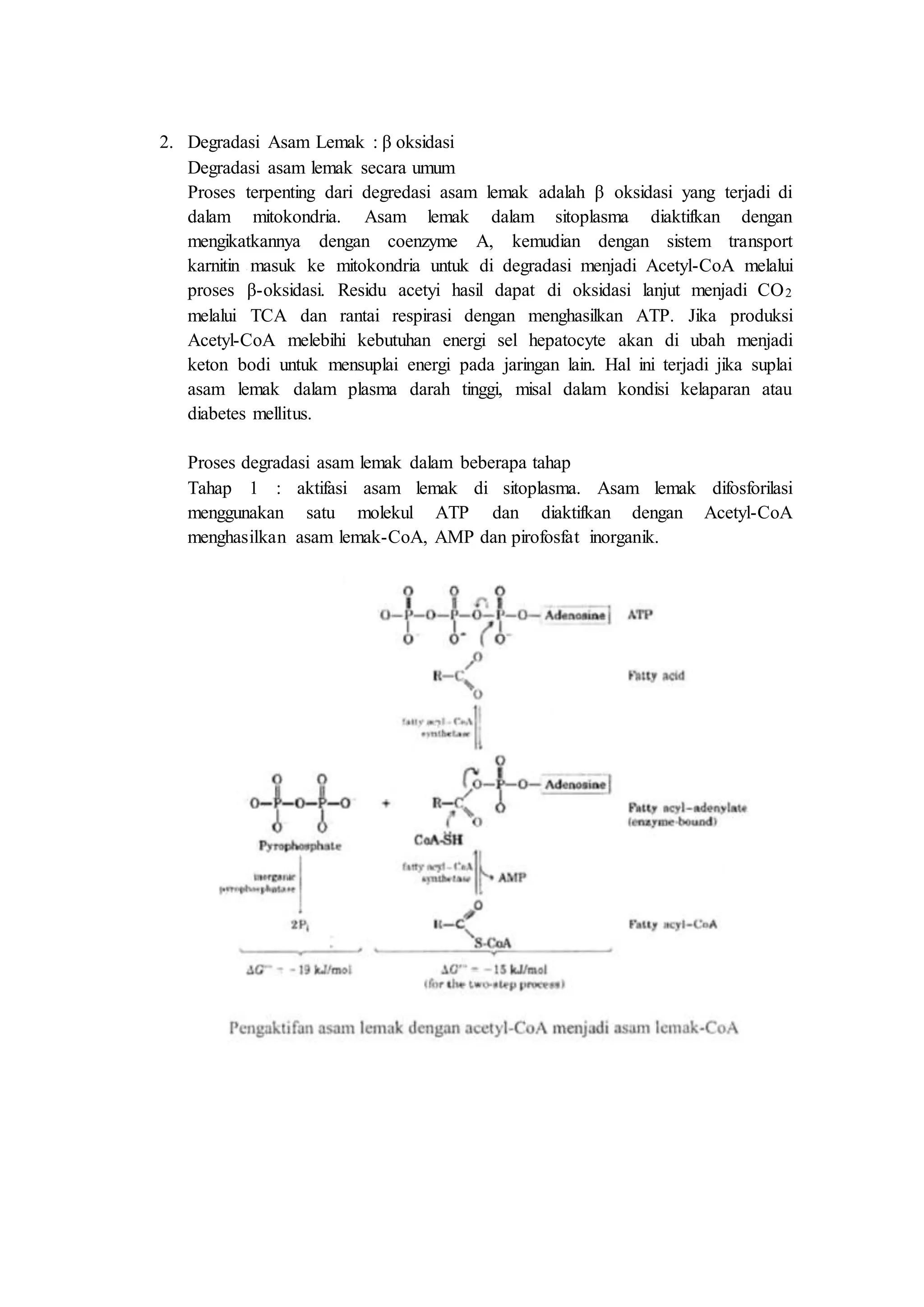 Katabolisme lipid | DOCX
