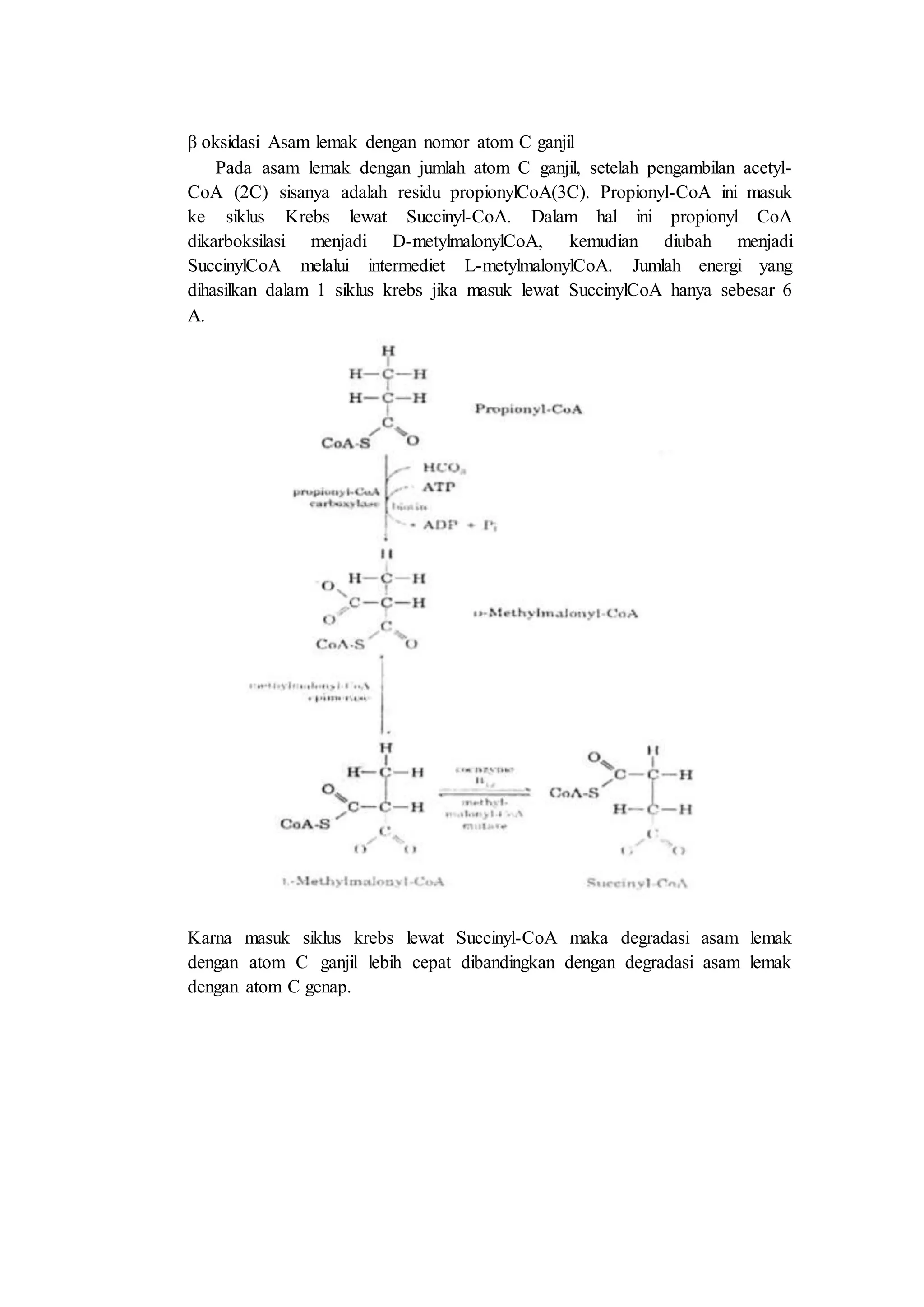 Katabolisme lipid | DOCX