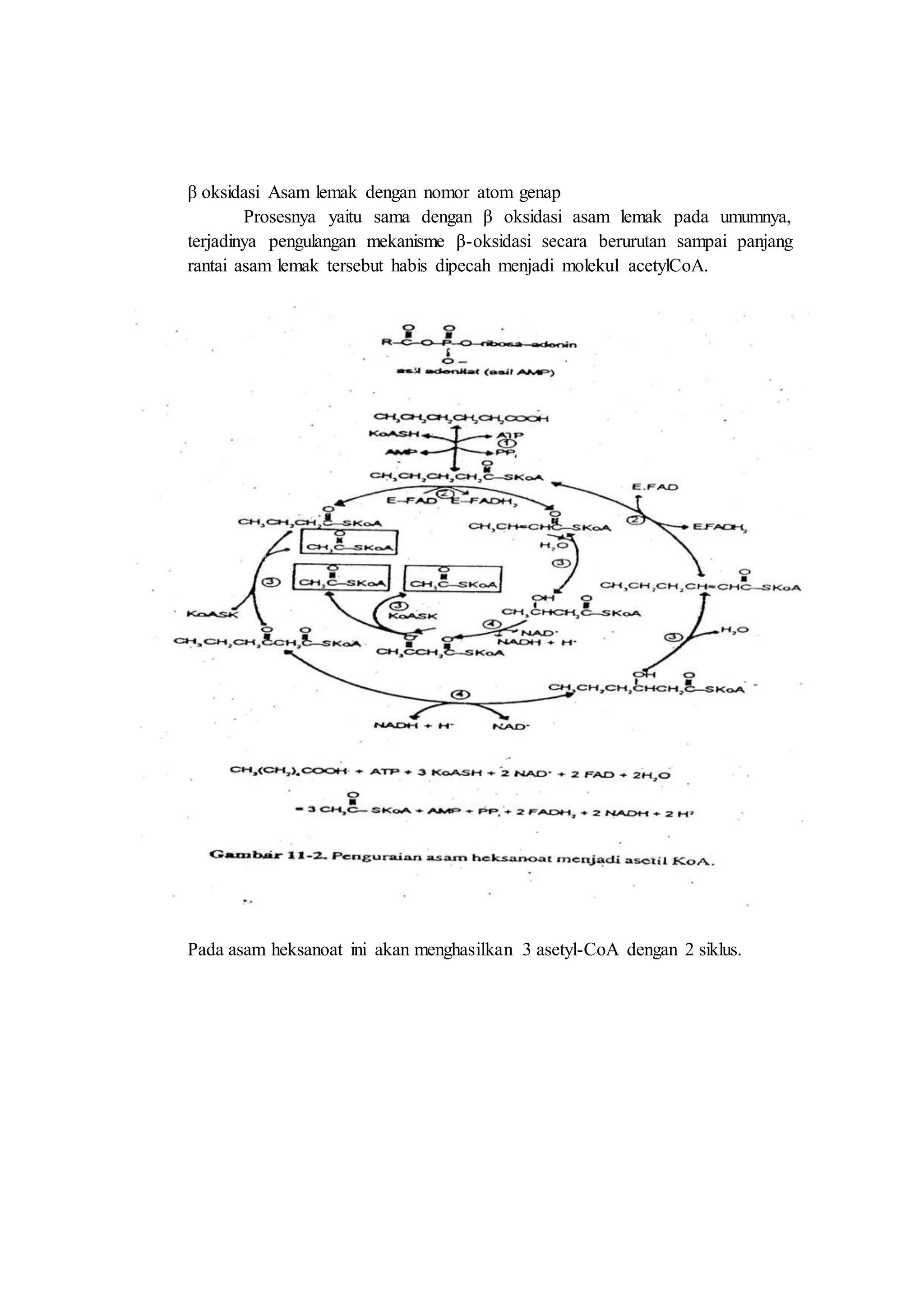 Katabolisme lipid | DOCX