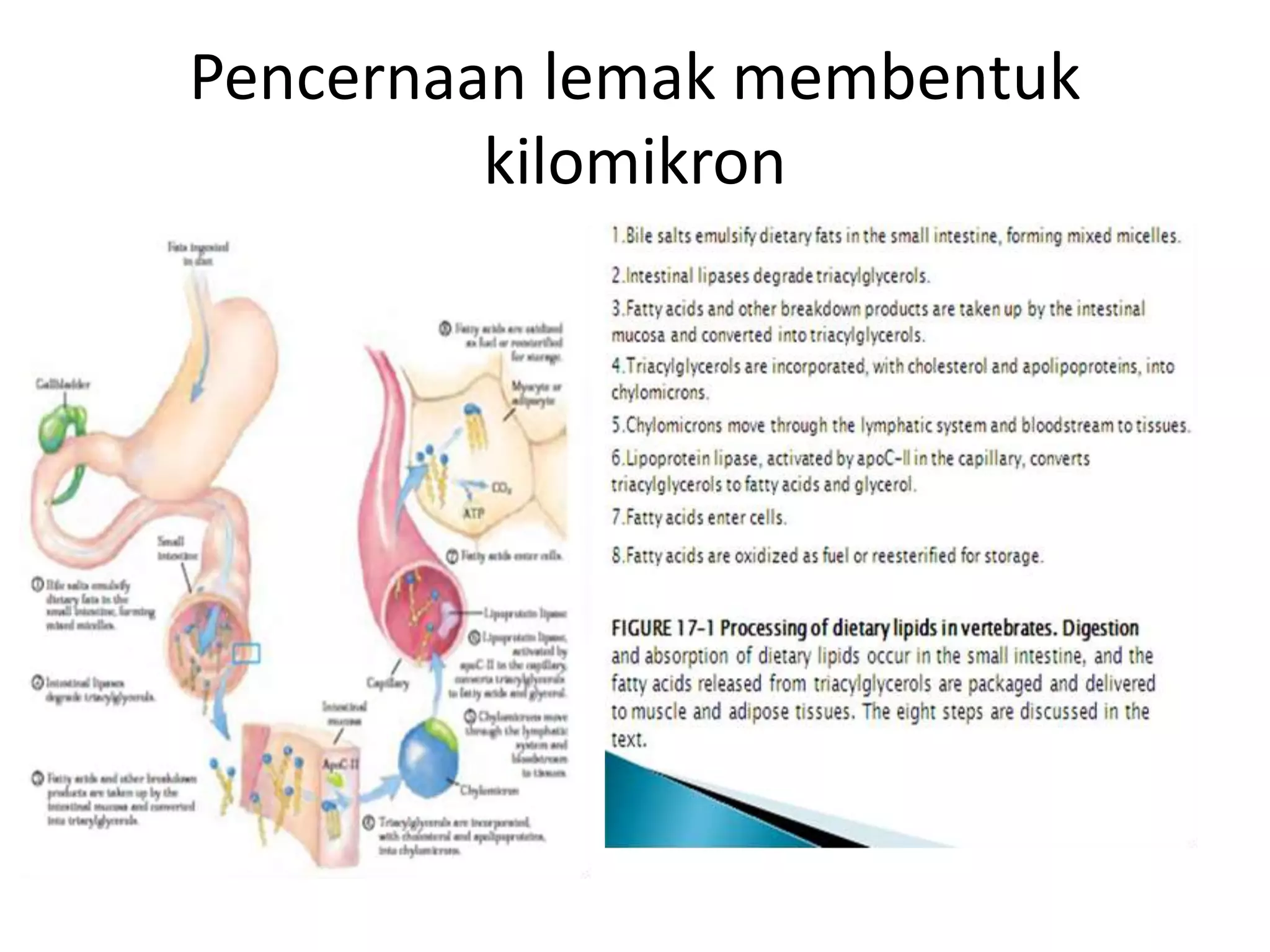 Katabolisme Lipid Kelompok 10 | PPTX