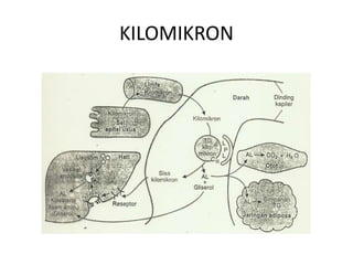 Katabolisme Lipid Kelompok 10 | PPTX