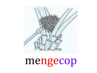 Katahampirsama 2 memetik | PPT