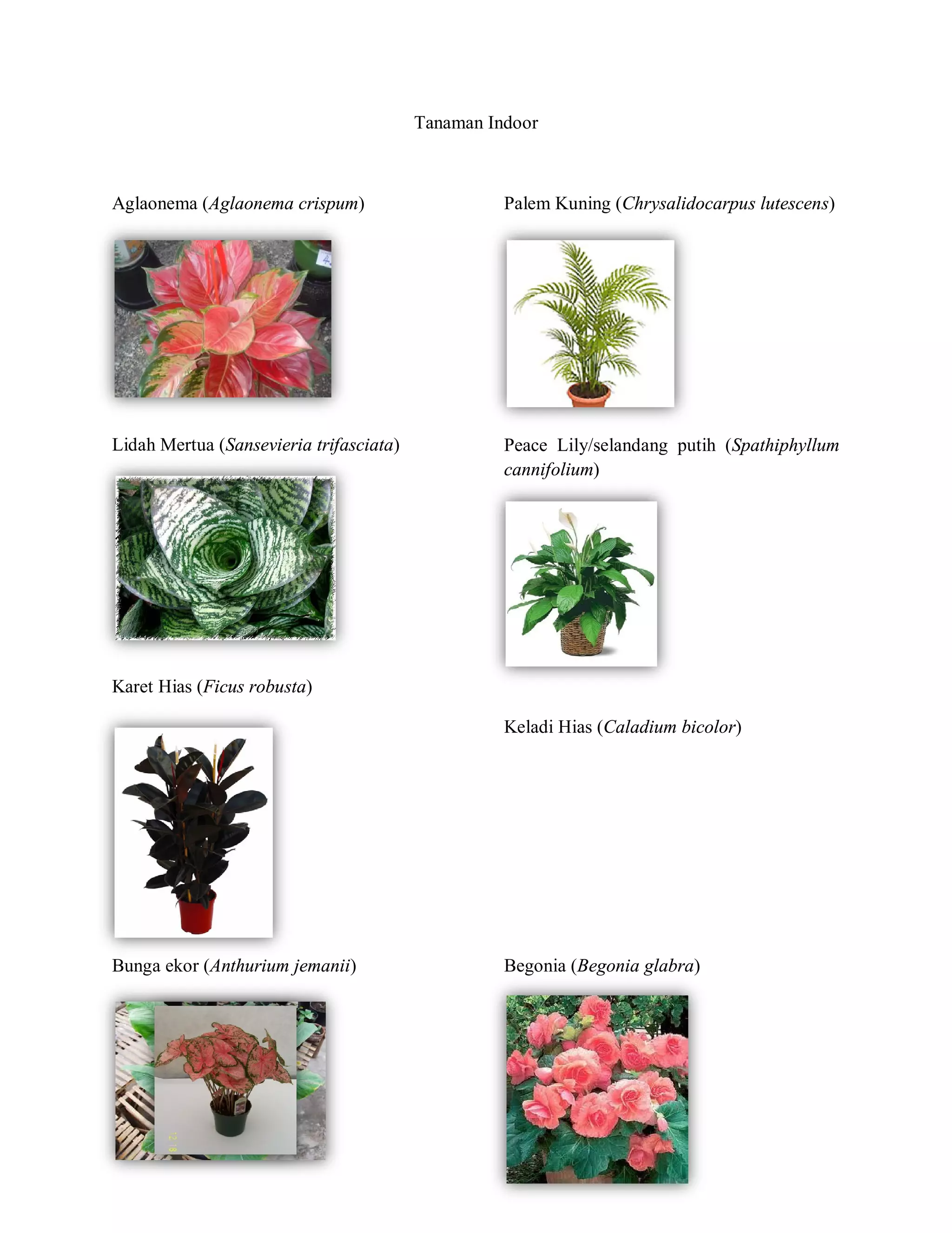 Katalog hias autosaved_ | PDF