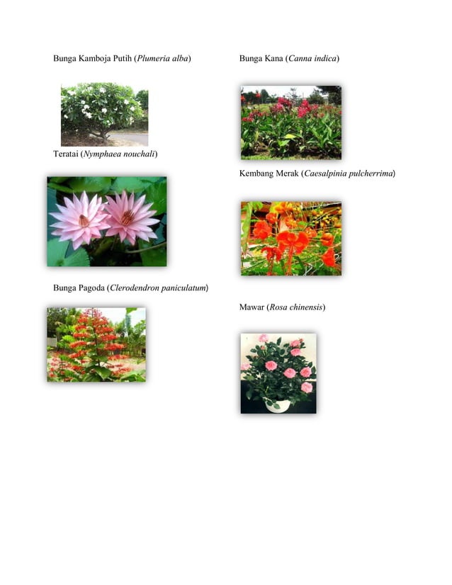 Katalog hias autosaved_ | PDF