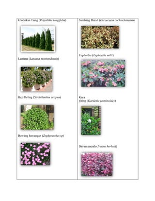 Katalog hias autosaved_ | PDF