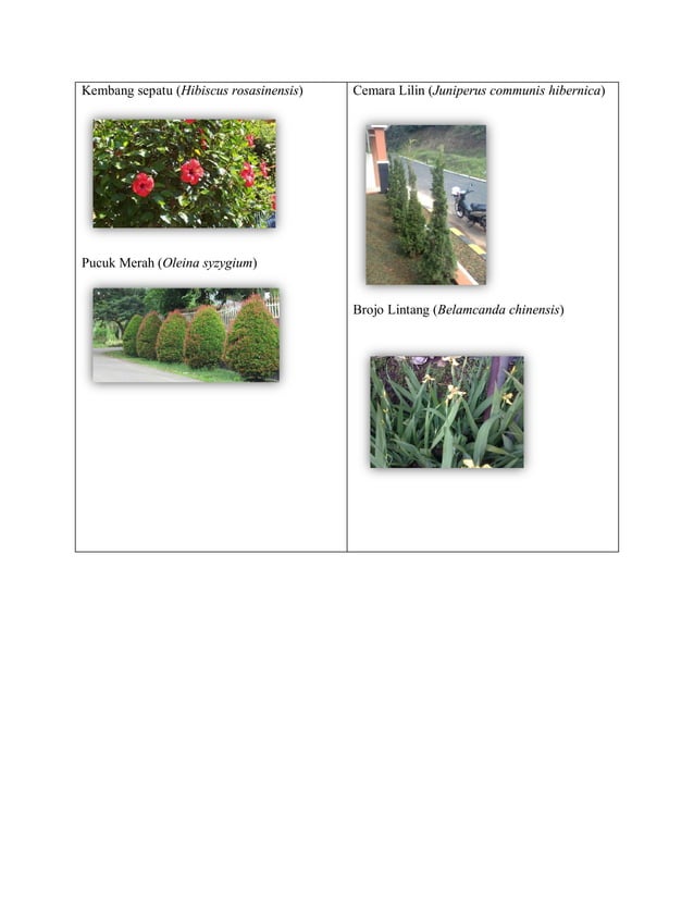 Katalog hias autosaved_ | PDF