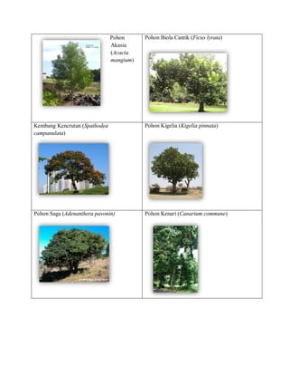 Katalog hias autosaved_ | PDF