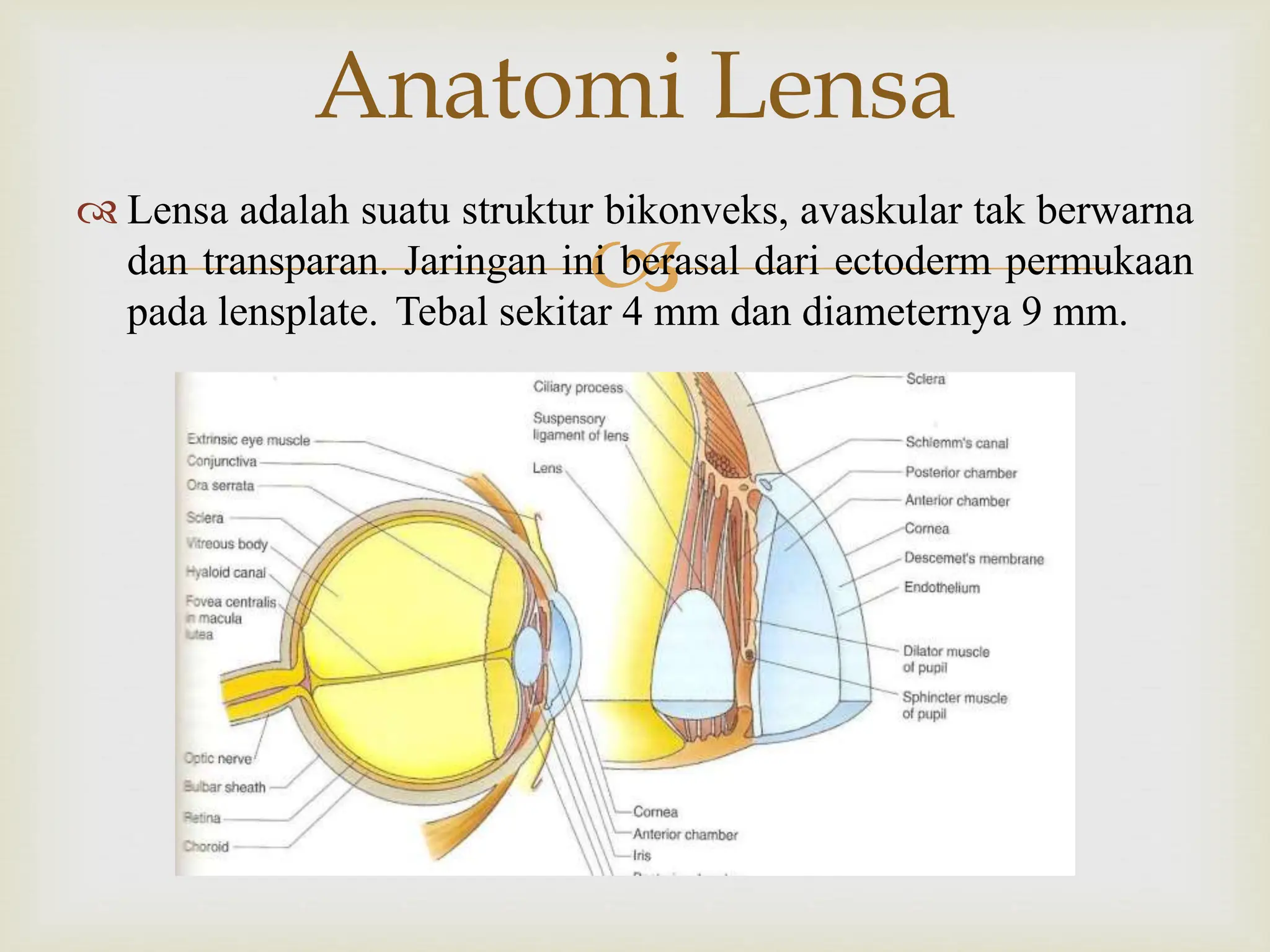 KATARAK SENILIS.pptx ABOUT HEALTHCARE PPT | PPTX