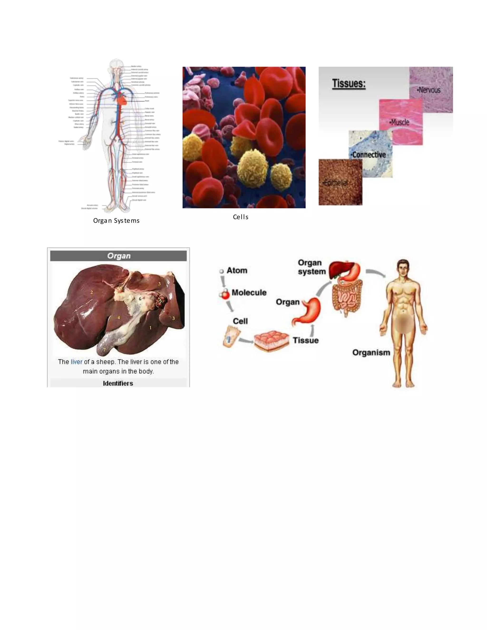 Human Organ photo | DOCX