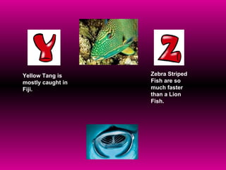 Facts about fish | PPT
