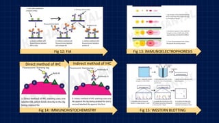 IMMUNOASSAY - Katha Sanyal | PPT