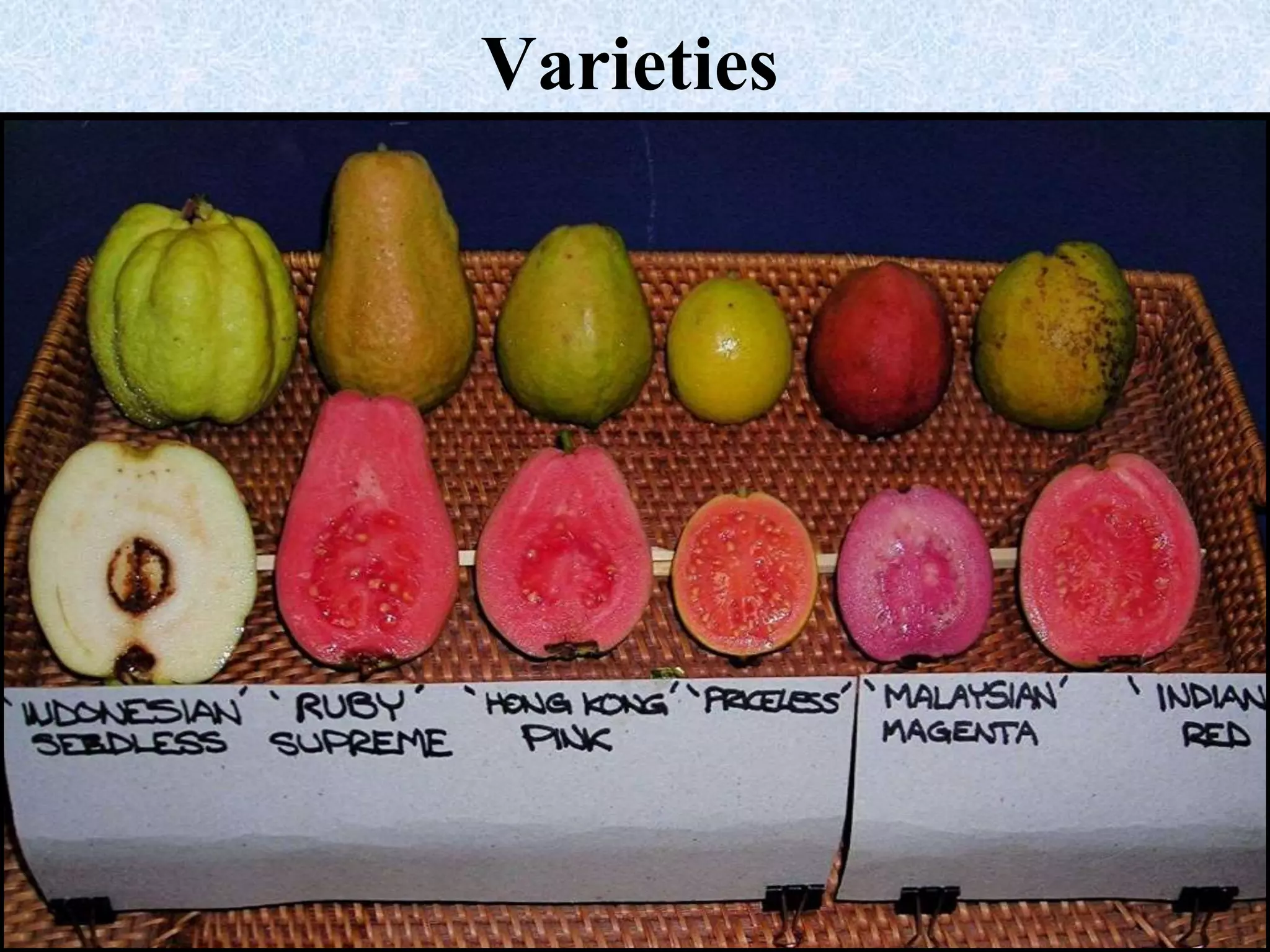 GUAVA PROCESSING | PPTX