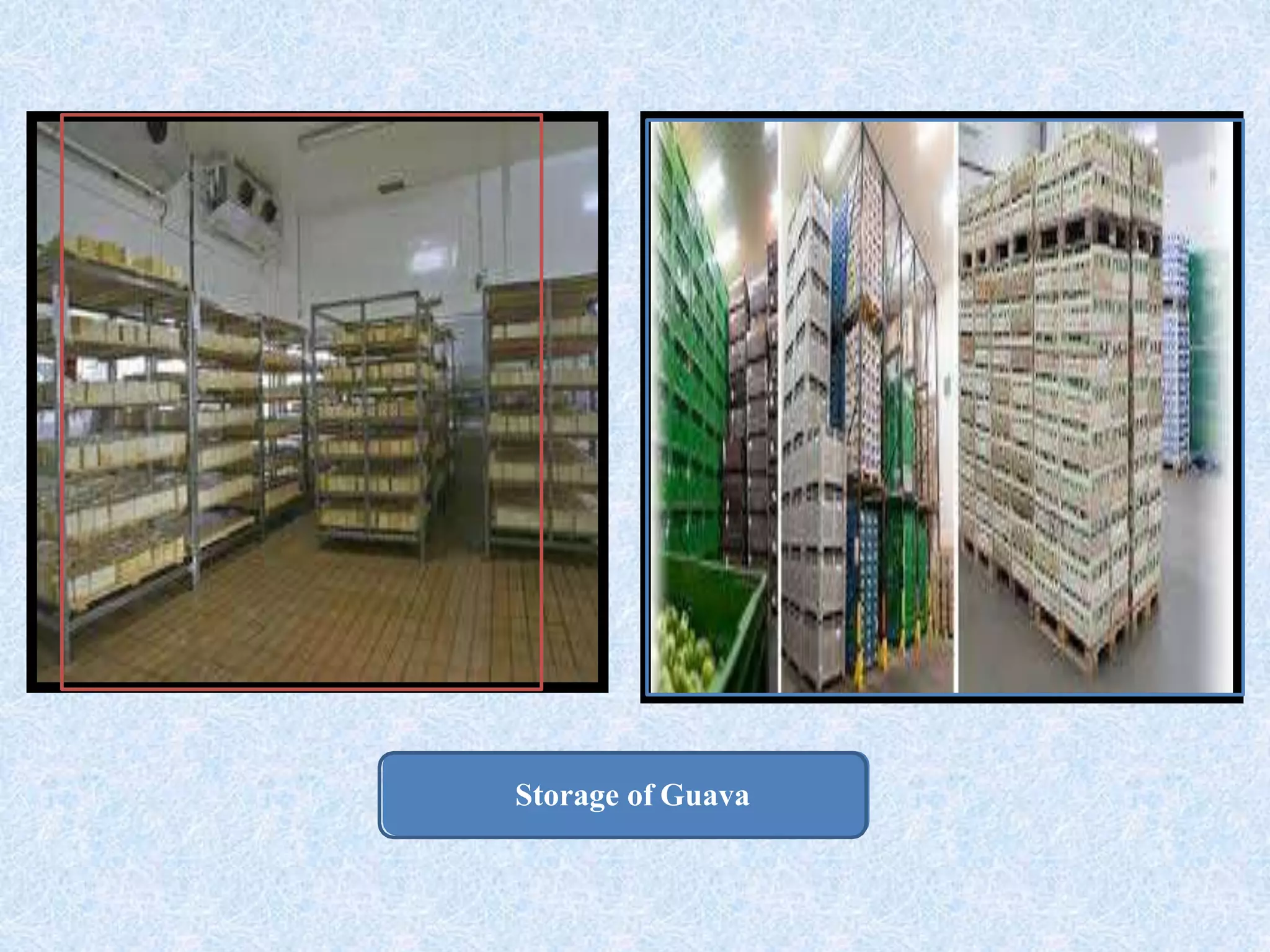 GUAVA PROCESSING | PPTX