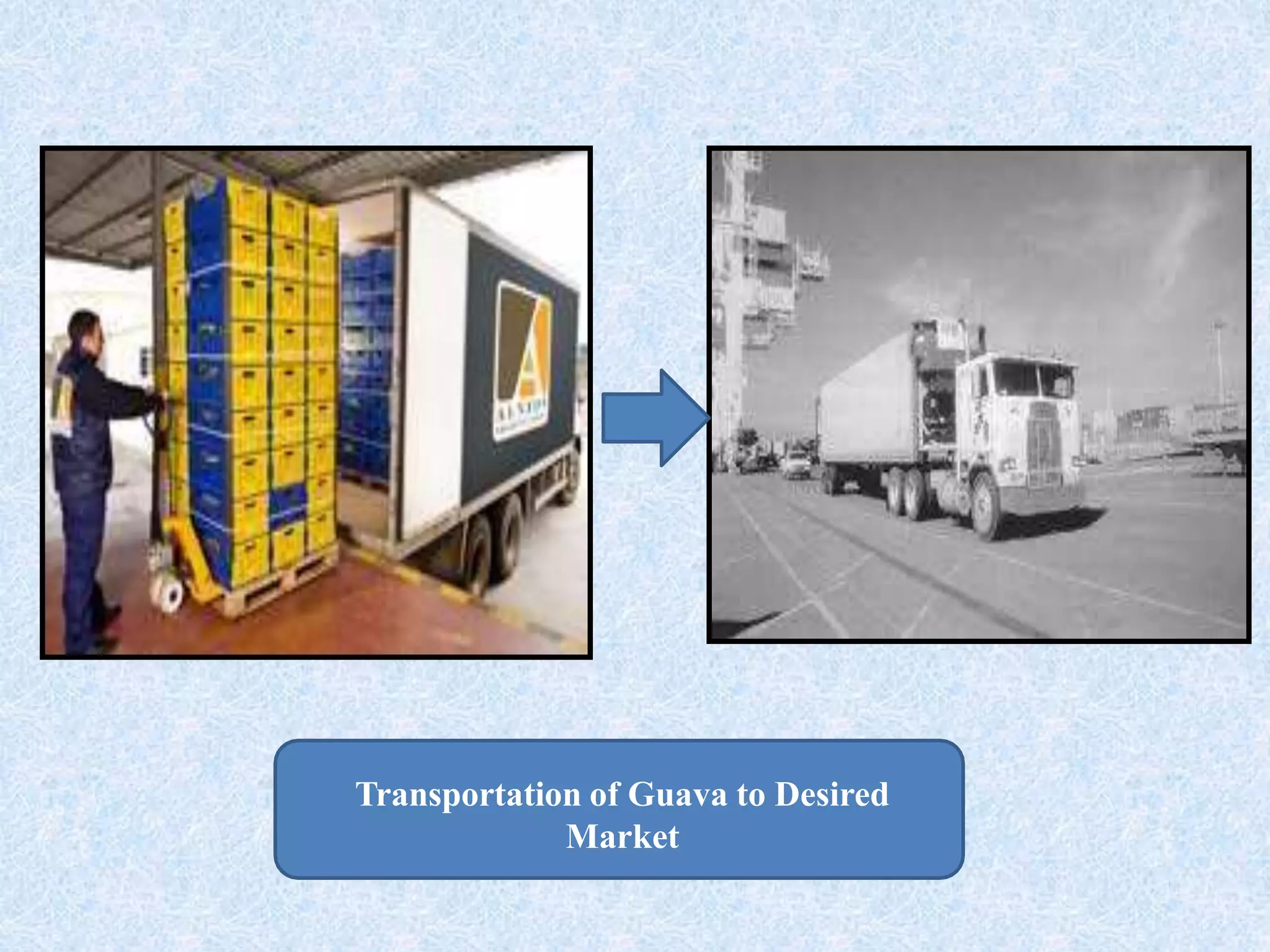 GUAVA PROCESSING | PPTX