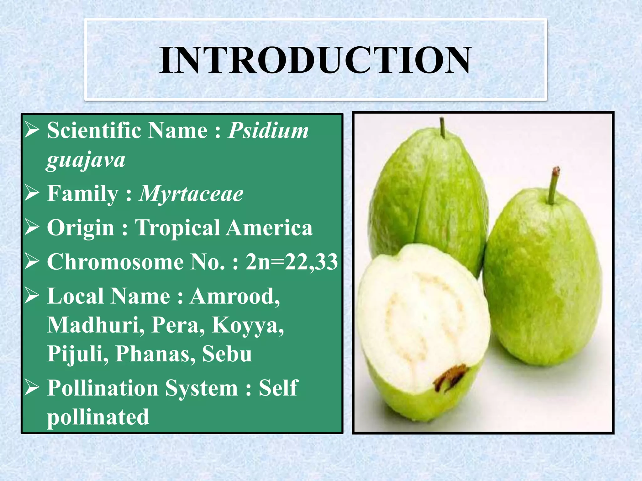 GUAVA PROCESSING | PPTX