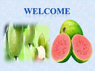 GUAVA PROCESSING | PPTX