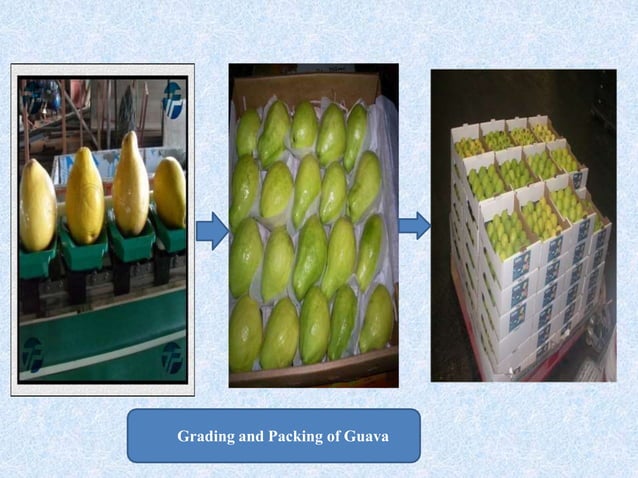 GUAVA PROCESSING | PPTX