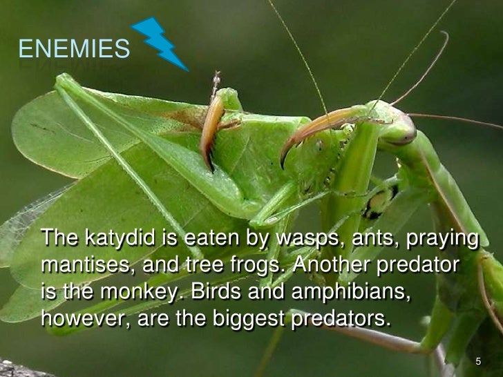 Katydid 2