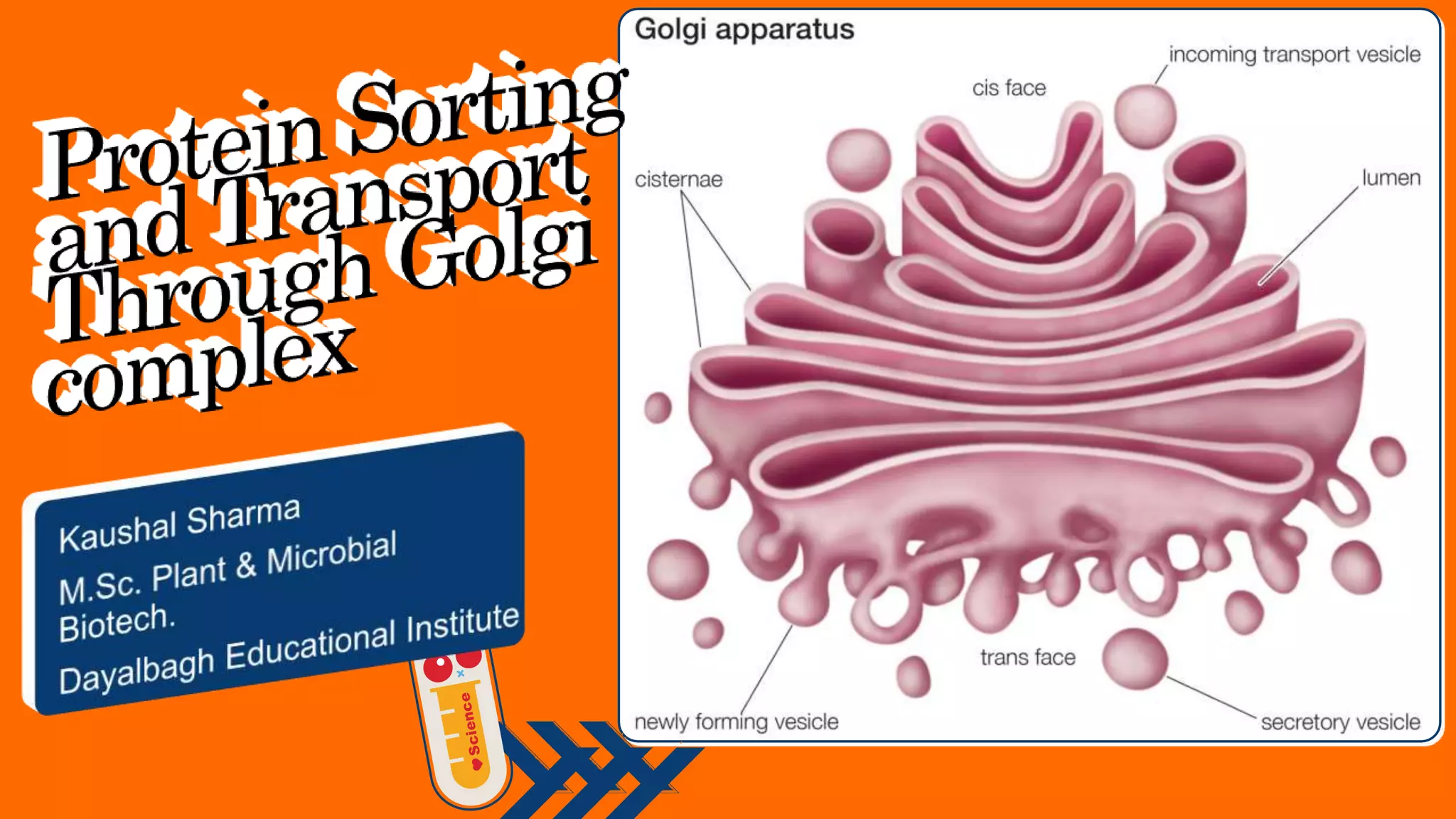 Protein Sorting and Transport Through Golgi complex | PPTX