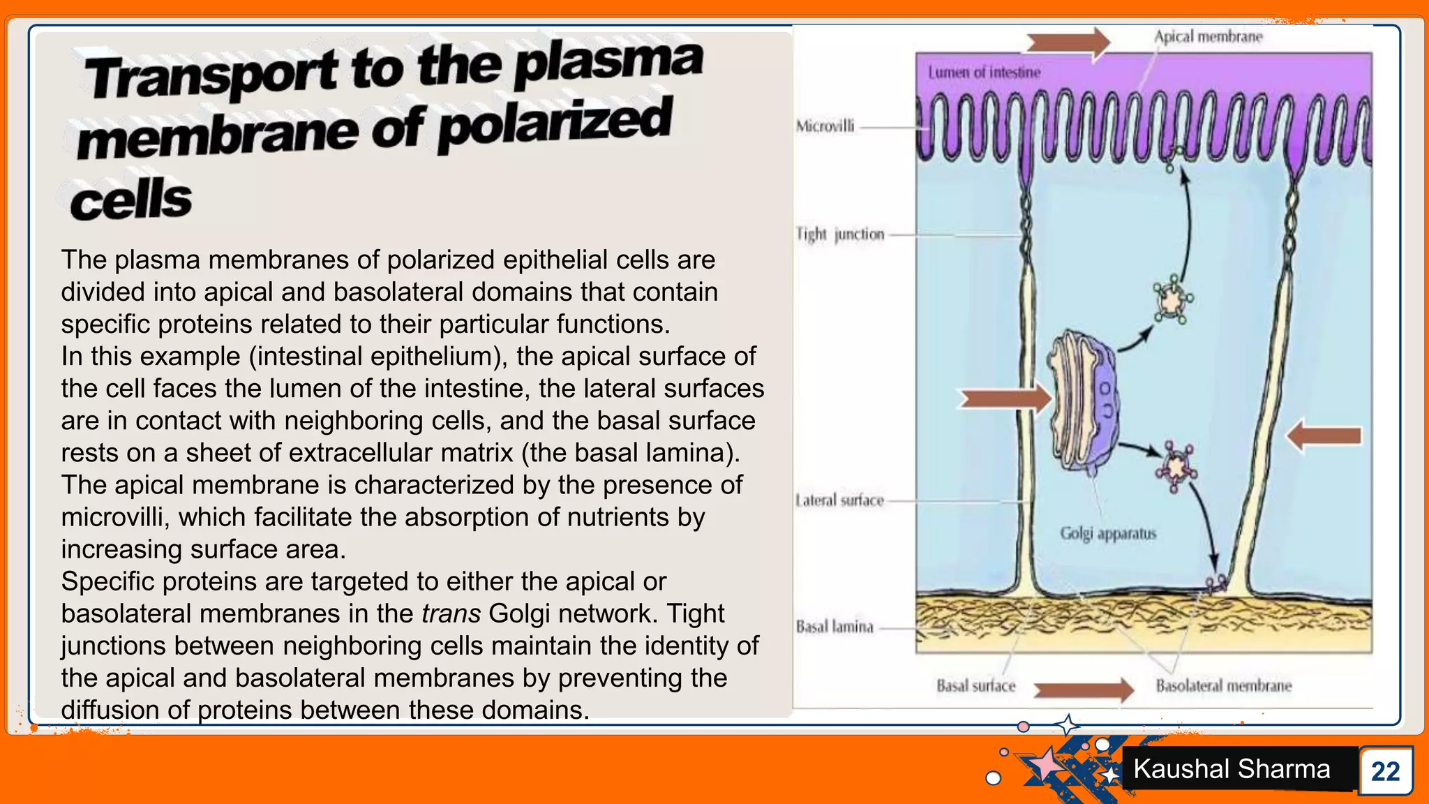Protein Sorting and Transport Through Golgi complex | PPTX