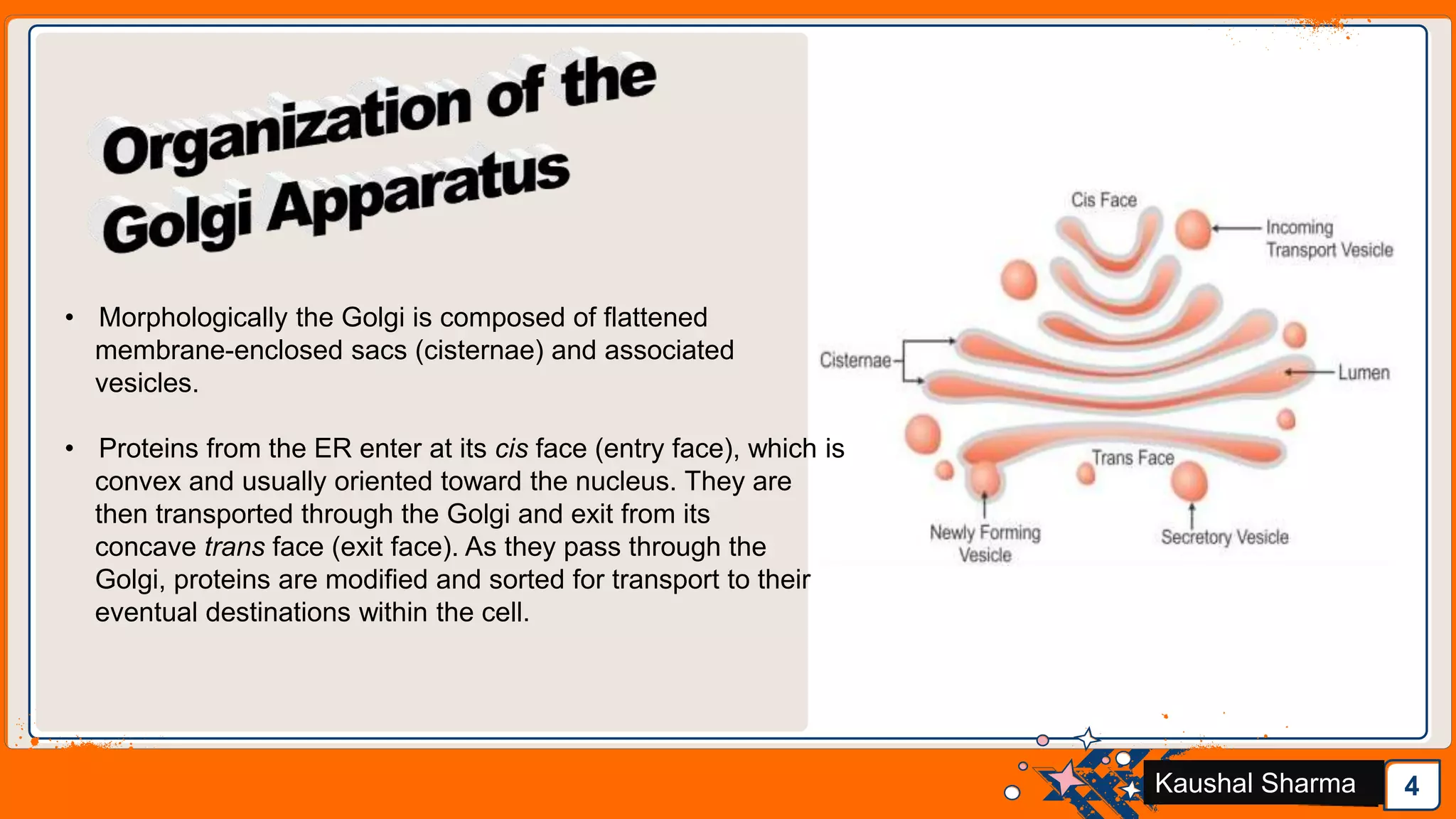 Protein Sorting and Transport Through Golgi complex | PPTX