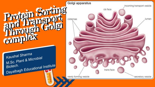 Protein Sorting and Transport Through Golgi complex | PPTX