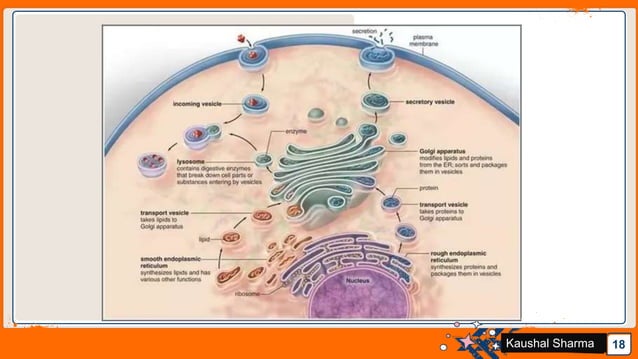 Protein Sorting and Transport Through Golgi complex | PPTX