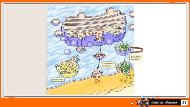 Protein Sorting and Transport Through Golgi complex | PPTX