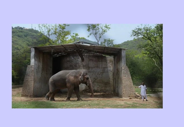 kavaan. the story of an elephantin pakistan | PPT